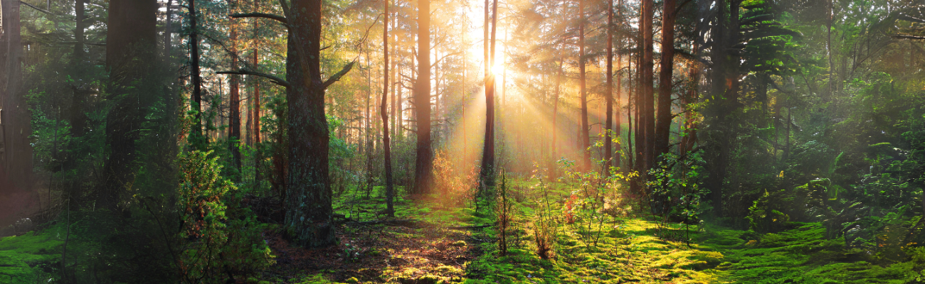 OnePaw Dog Co. | Paw Picked Products | From Our Pack To Yours – OnePaw ...