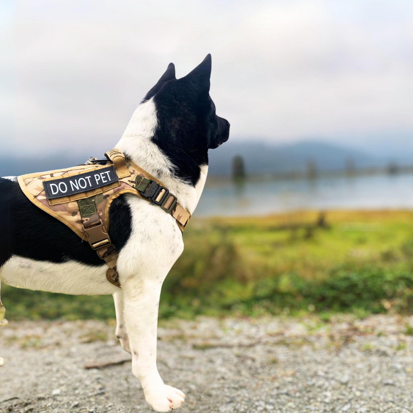 OnePaw Dog Co. | Paw Picked Products | From Our Pack To Yours – OnePaw ...