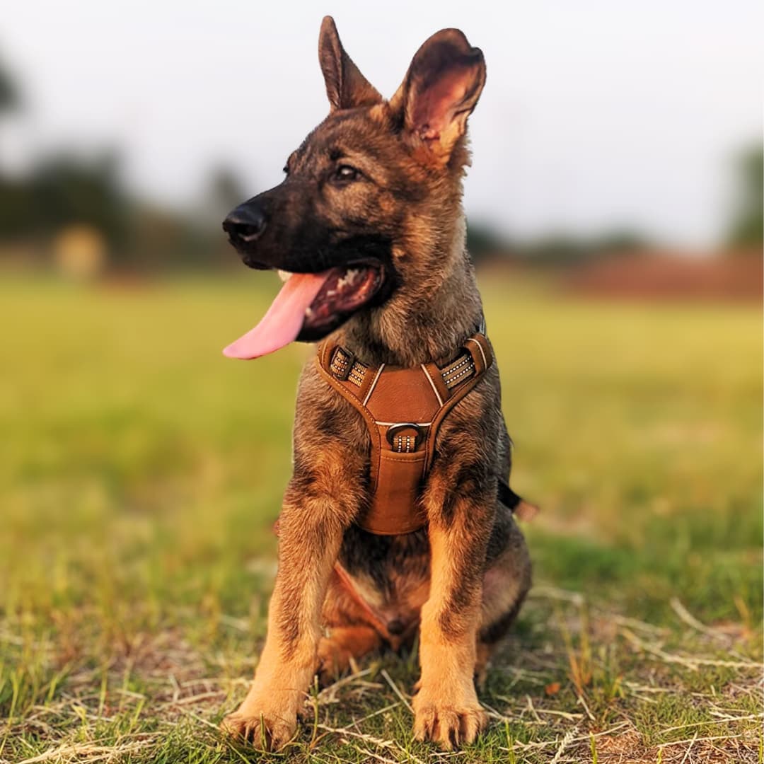 OnePaw Dog Co. | Paw Picked Products | From Our Pack To Yours – OnePaw ...