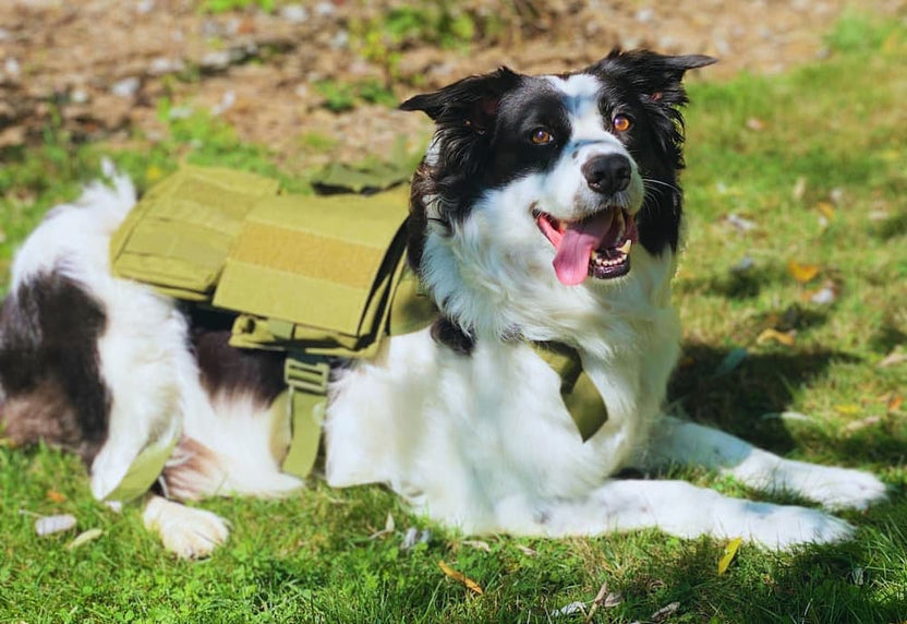 OnePaw Dog Co. | Paw Picked Products | From Our Pack To Yours – OnePaw ...